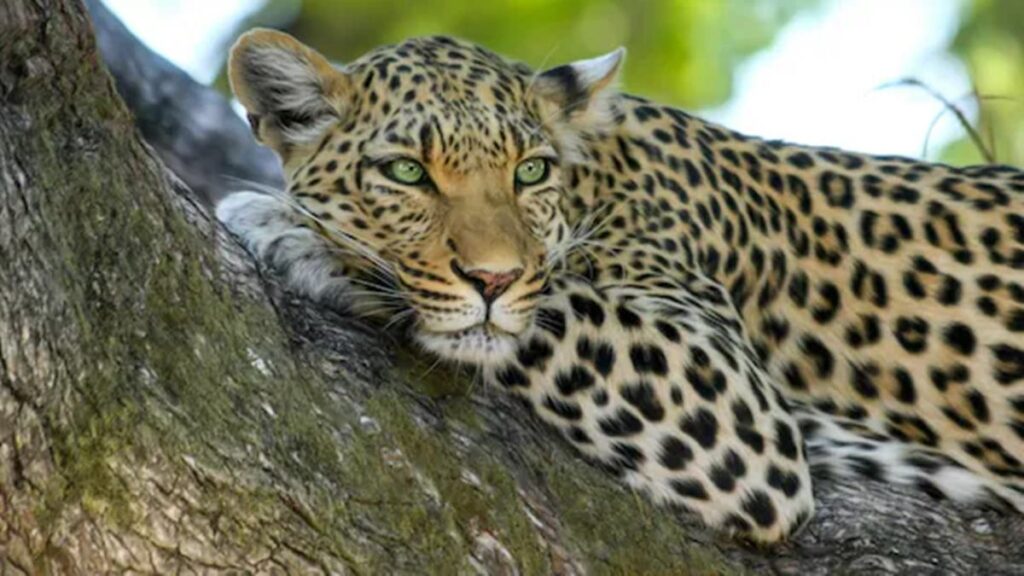 Leopard Attack : बिबट्यांच्या हल्ल्यांवर वनमंत्र्यांचा अजब-गजब उपाय; ₹1 ...